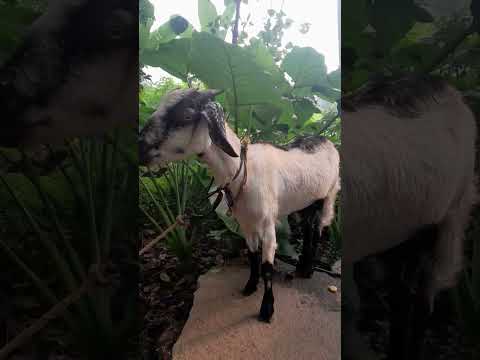 #goat #nature #house #domestic animal