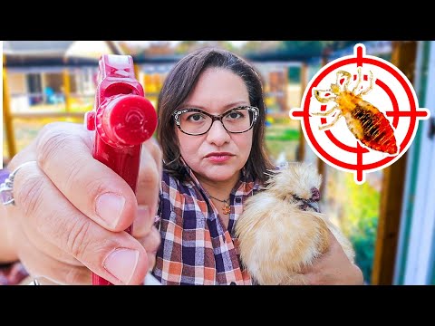 END Lice & Mites in your Flock with ONE APPLICATION (All Natural!)