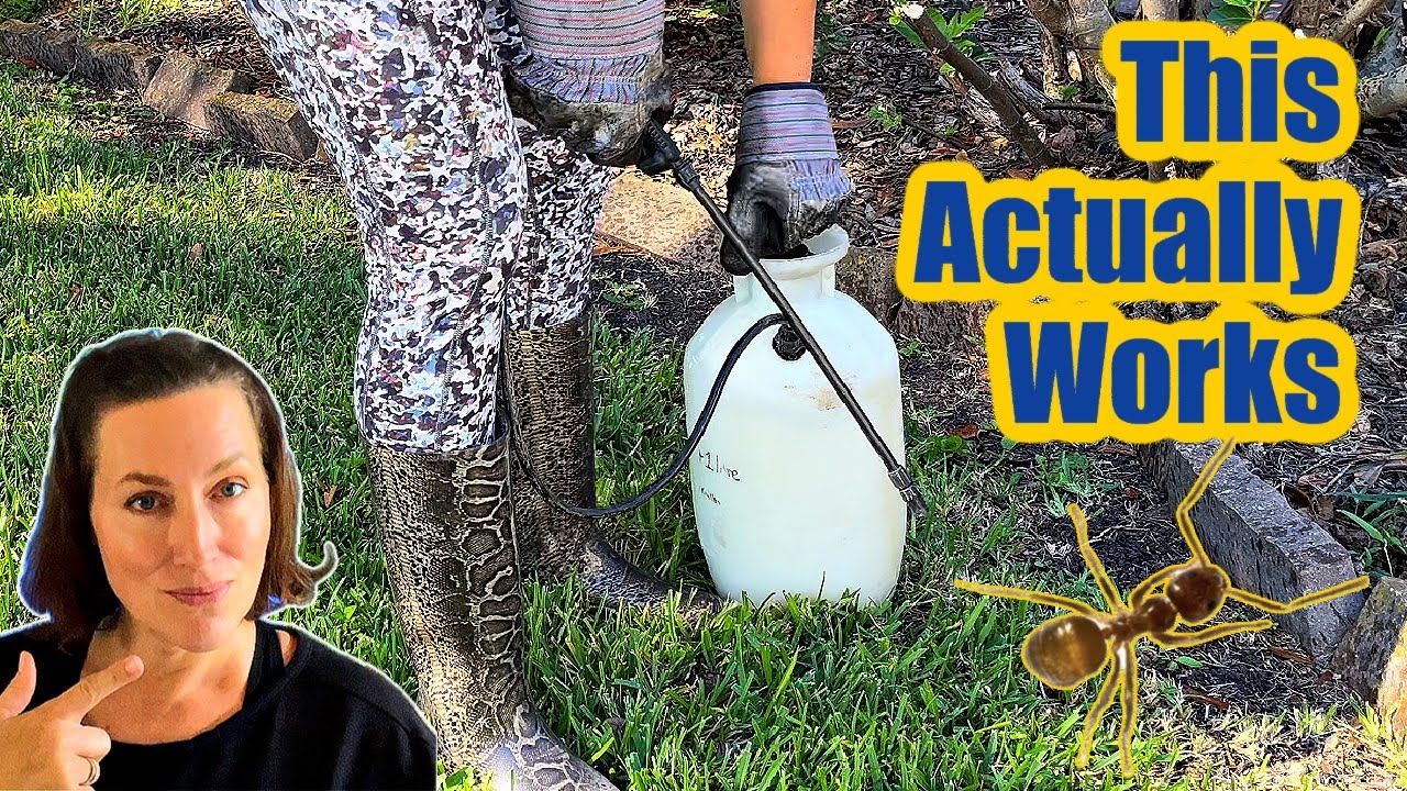 How To Get Rid Of Crazy Ants: What Actually Works on Crazy Ants When Most Ant Killers Fail