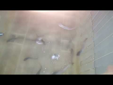 Feeding catfish fingerlings with Pinheads Crickets in Cricket Farming in Nigeria, Ibadan.