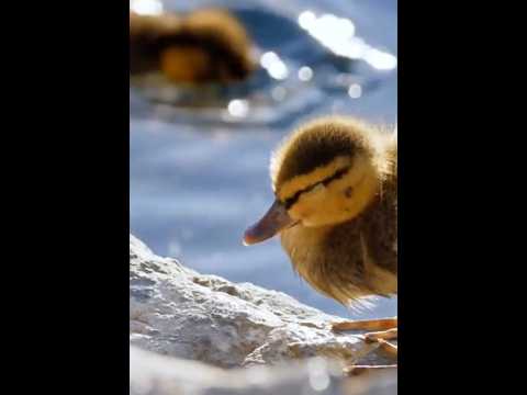 The Ugly Duckling – Short Moral Story for Kids | Bedtime Story with Life Lesson🦆