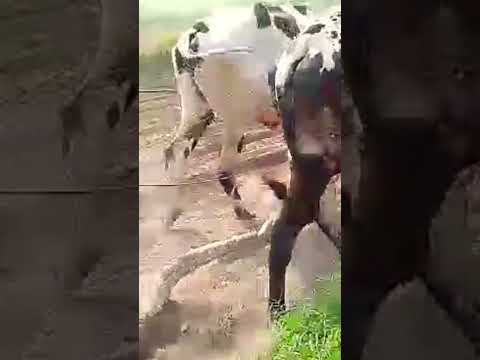 #oxen ploughing, old method of farming, oxen working in the field