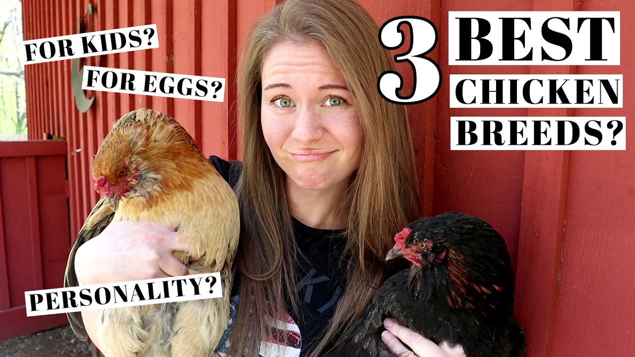 3 BEST CHICKEN BREEDS | Backyard & Family Flocks | Favorite Poultry Varieties For Beginners | Chicks