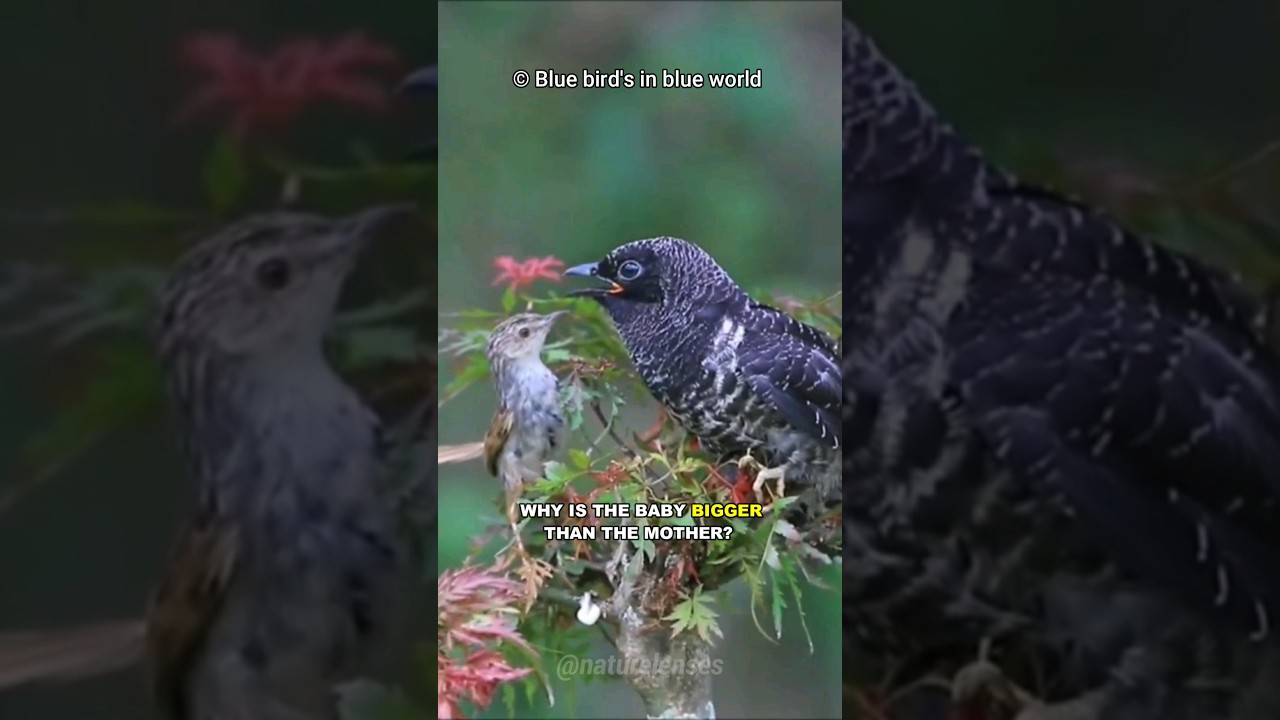 Cuckoo | The Parasite Bird