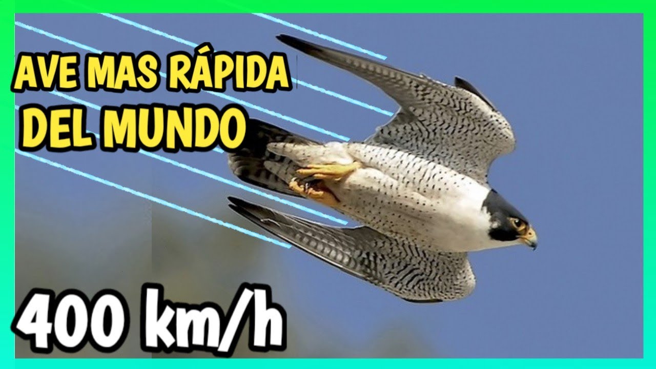 Halcón Peregrino | El AVE MAS RÁPIDA del MUNDO