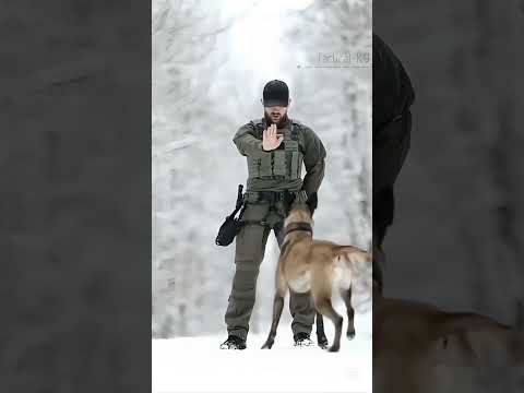 #k9trainer #malinois #policeanimal #doglover #k9handler #dog #k9protection #policeforce