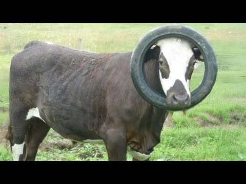 Funniest ANIMALS Videos 2025 That Will Make You Laugh Until You Cry ????