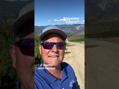 Farm Friday - How Elevation Impacts WA Cherry Harvest
