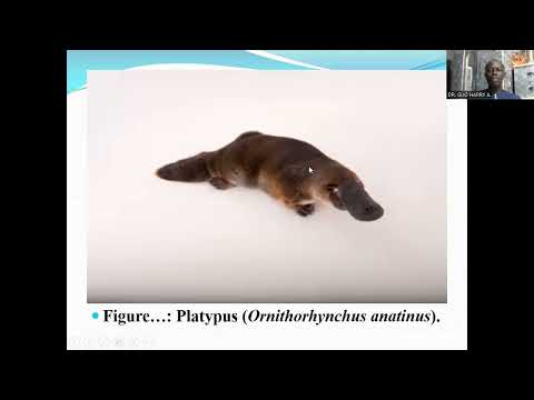 Classification of Mammals 1. July 6, 2023