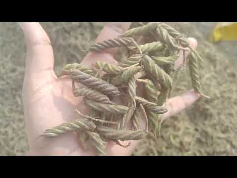 Herbal Fruits and Herbal Roots Manufacturer | The Herbs N Spices, Neemuch