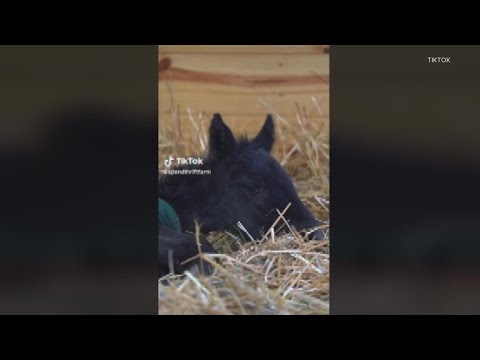 Lexington horse farm welcomes new foal