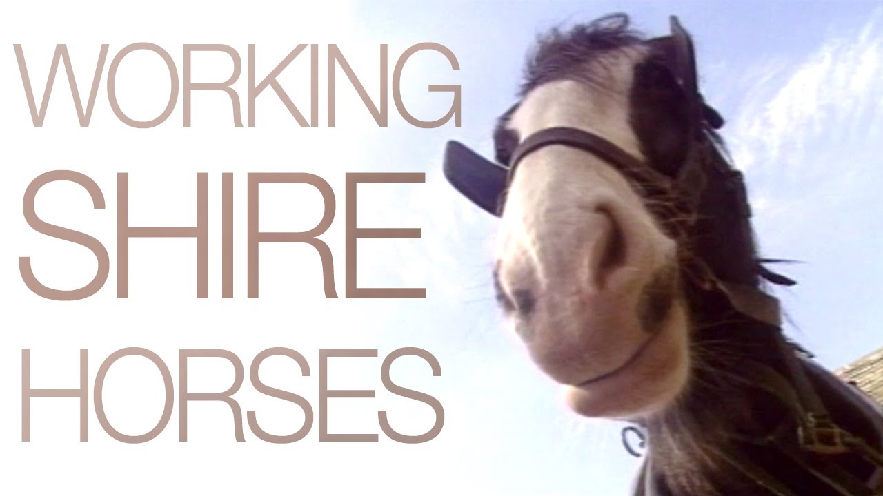 Working Shire Horses