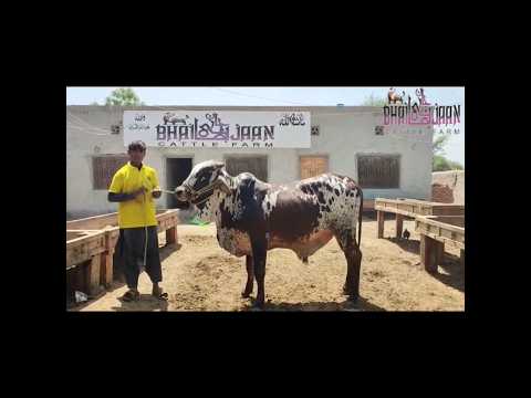 CHOLISTANI BACHRA | BHAIJAAN CATTLE FARM | ❣️ #cow #shorts #youtybeshorts