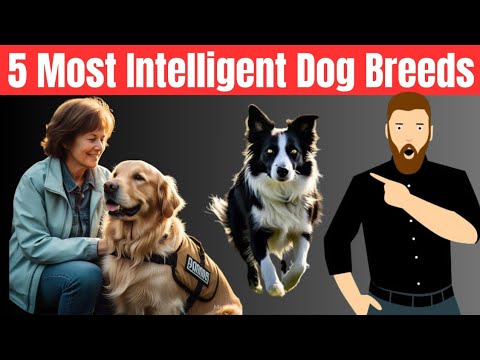 Top 5 Most Intelligent Dog Breeds | Smartest Dogs in the World!