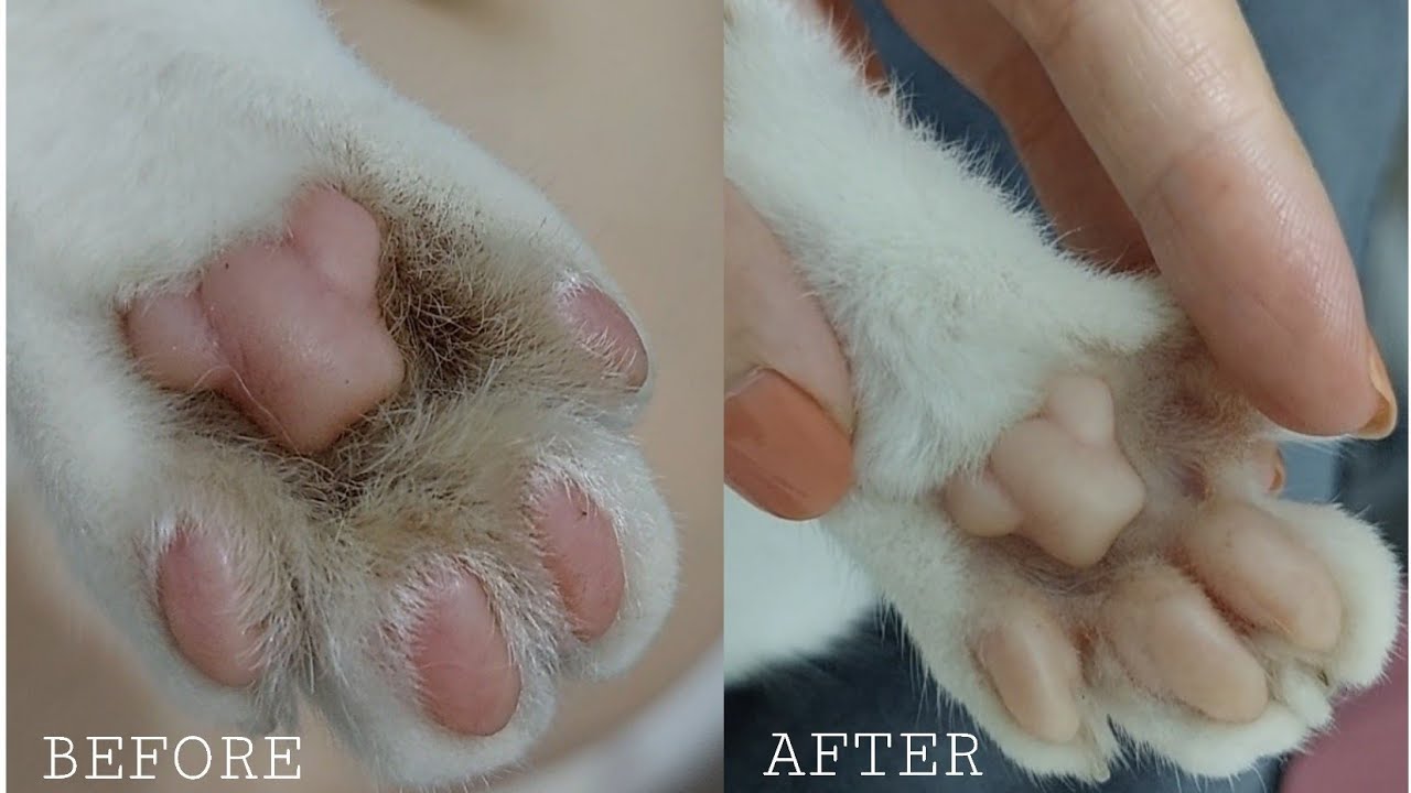Transforming cat's paws 🐾 #shorts