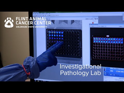 Investigational Pathology Laboratory - Dr. Dan Regan
