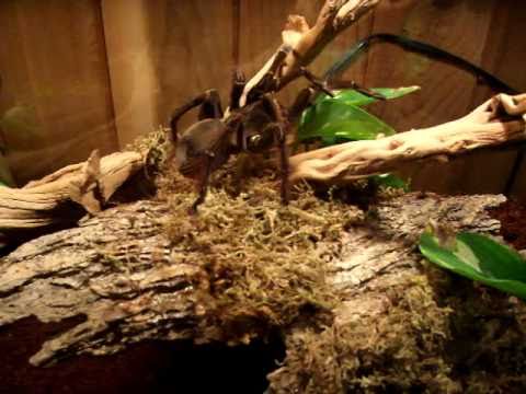 Goliath Birdeating Tarantula (T. blondi) Old enclosure vs new enclosure... New enclosure