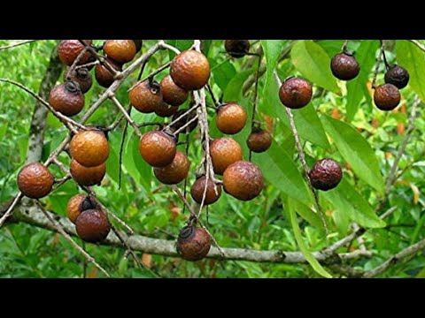 Soap Nut - Ritha Latest Price, Manufacturers & Suppliers