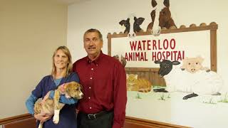 3 Best Veterinary Clinics in Waterloo, ON - Expert Recommendations