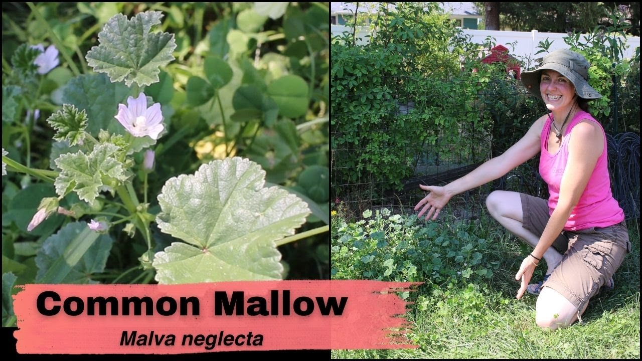 Common Mallow - Malva neglecta