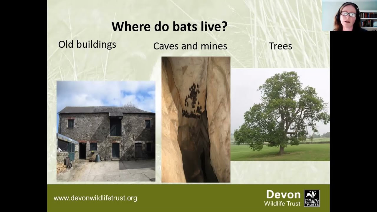 Devon's Bats Talk - Conservation Communities
