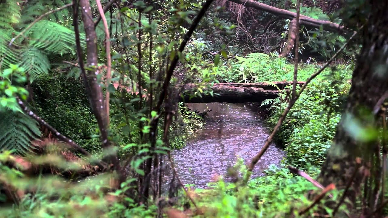 Volunteering is for Everyone - Caring for the environment