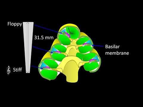 BERA anatomy and physiology