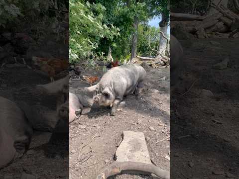 Good Morning Mr. Pig 🐷#animals #pig #farm #kidssongs #kidsvideos #preschool #childrensmusic #kids