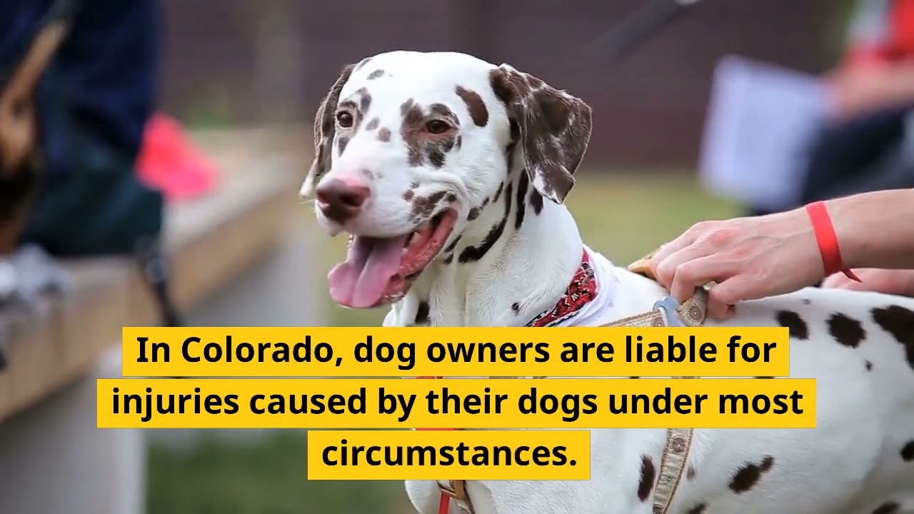 How to Report a Dog Bite in Colorado | Denver Dog Bite Attorney