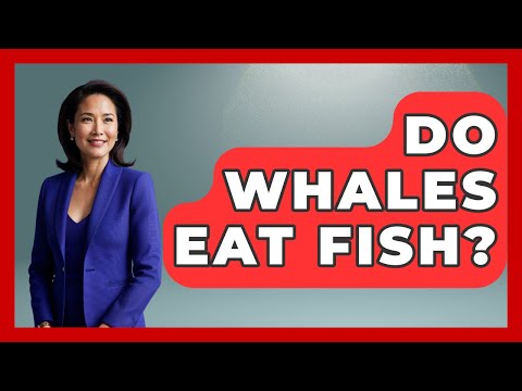 Do Whales Eat Fish? - The Wild Life Explorer