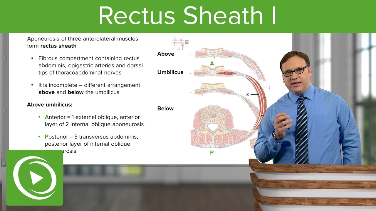 Rectus Sheath I – Anatomy | Lecturio