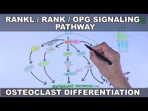 RANKL/RANK/OPG Signaling Pathway | Osteoclast Differentiation