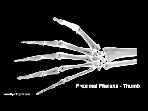 Know Your Phalanges - Fingers