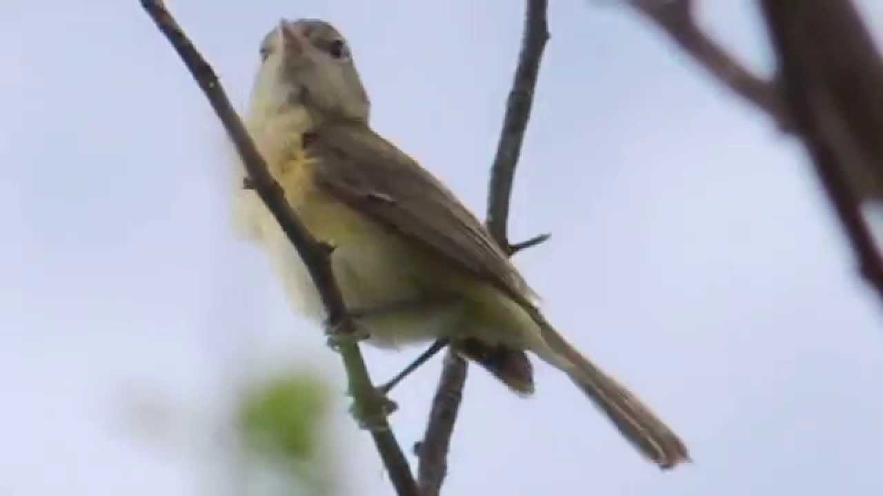 Bells Vireo (Vireo bellii) Calling and Preening  - Christmas Mountains