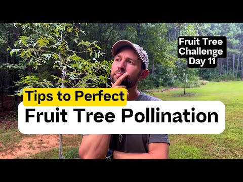 Tips to Perfect Fruit Tree Pollination - Fruit Tree Challenge Day 11