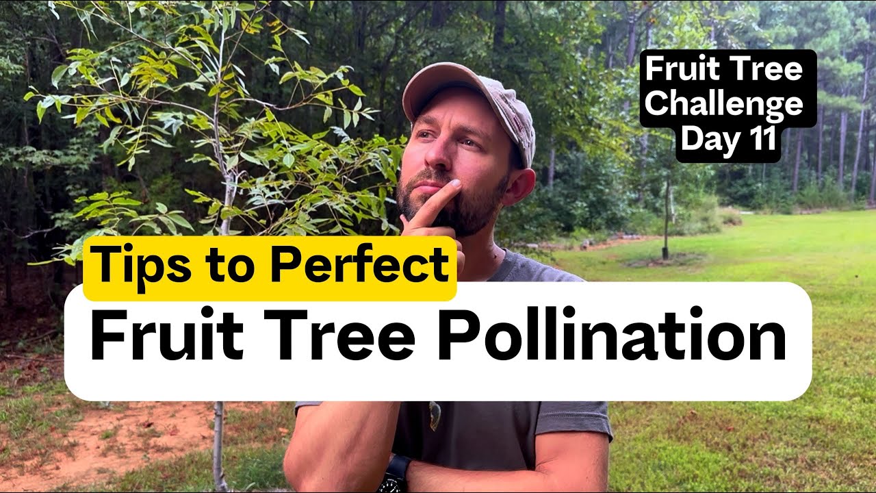 Tips to Perfect Fruit Tree Pollination - Fruit Tree Challenge Day 11
