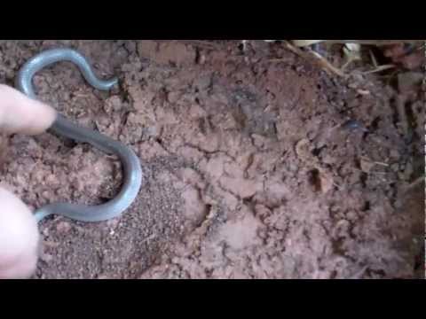 Baby Black Racer / Worm Snake