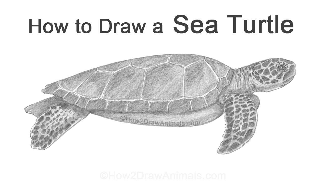 How to Draw a Green Sea Turtle