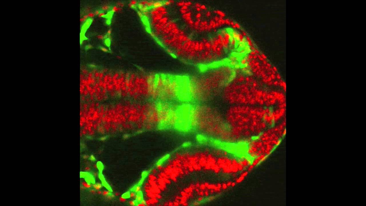 Ocular morphogenesis in zebrafish