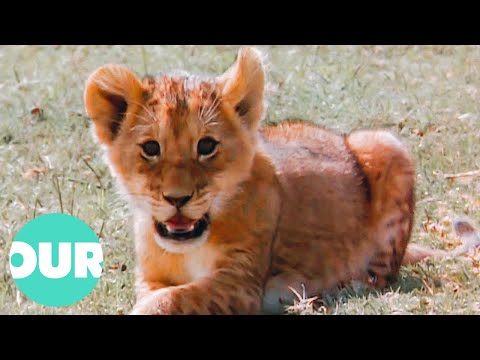 The Need To Feed: Animals vs Humans | Basic Instincts Ep 3 | Our World