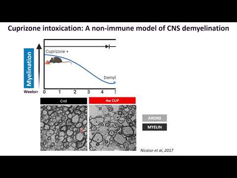 #23414 Impact of Central Nervous System Demyelination and Remyelination on Urinary Physiology