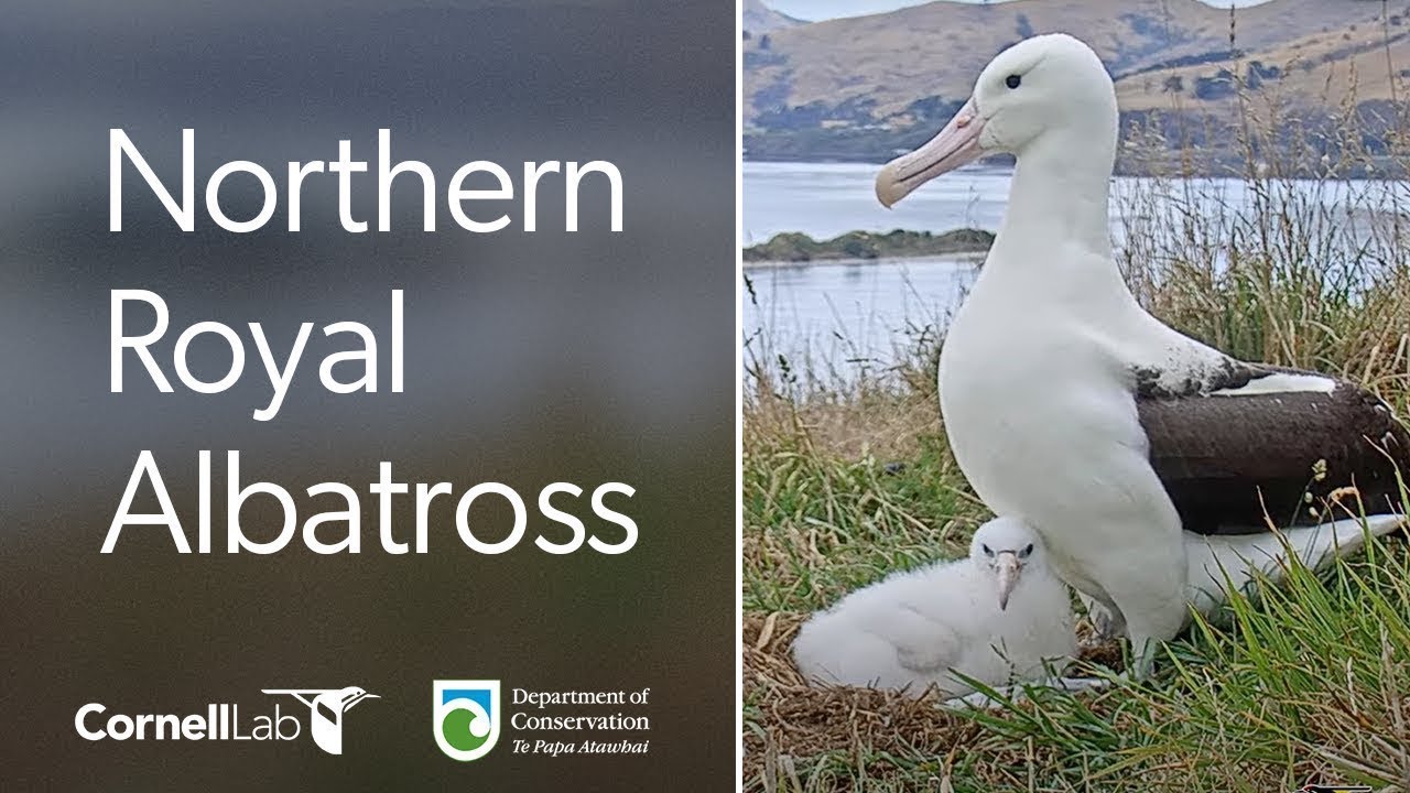 Northern Royal Albatross Cam - NZ Dept. of Conservation #RoyalCam | Cornell Lab
