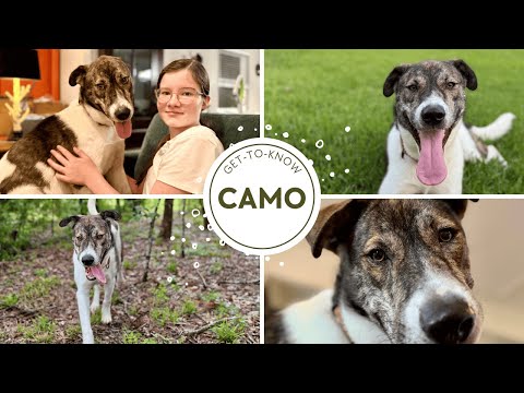Dog for adoption - Camo everyones bestie and dream family man, an ...