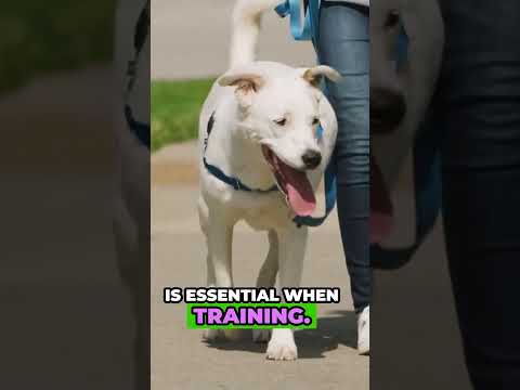 What's the BEST Dog Harness for YOUR Money?