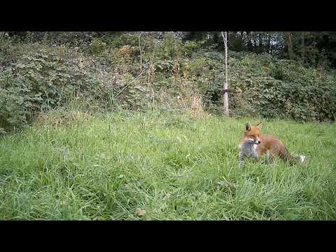 Llwynog coch/Red Fox, Ysgrech y Coed Ewrasiaidd/Eurasian Jay, Crëyr Glas/Grey heron
