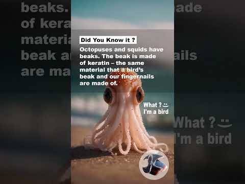 The Hidden Beak: Octopuses and Squids