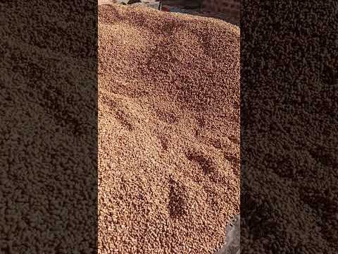 Groundnut Shells at Best Price in India