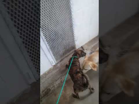 Brindle dog test
