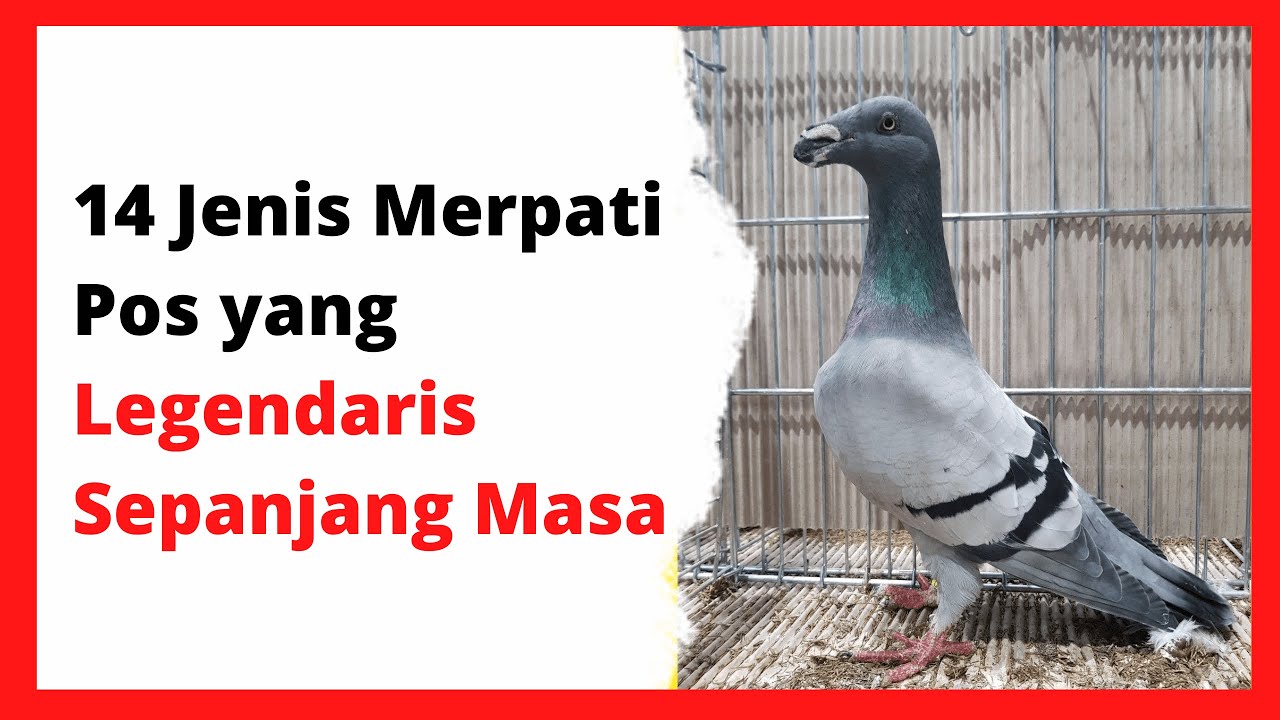 EDISI MERPATI HIAS !! 14 Jenis Merpati Pos yang Legendaris Sepanjang Masa