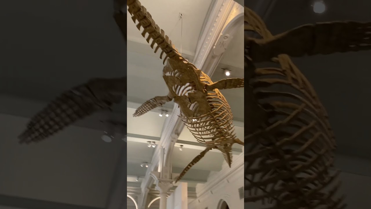 Elasmosaurus